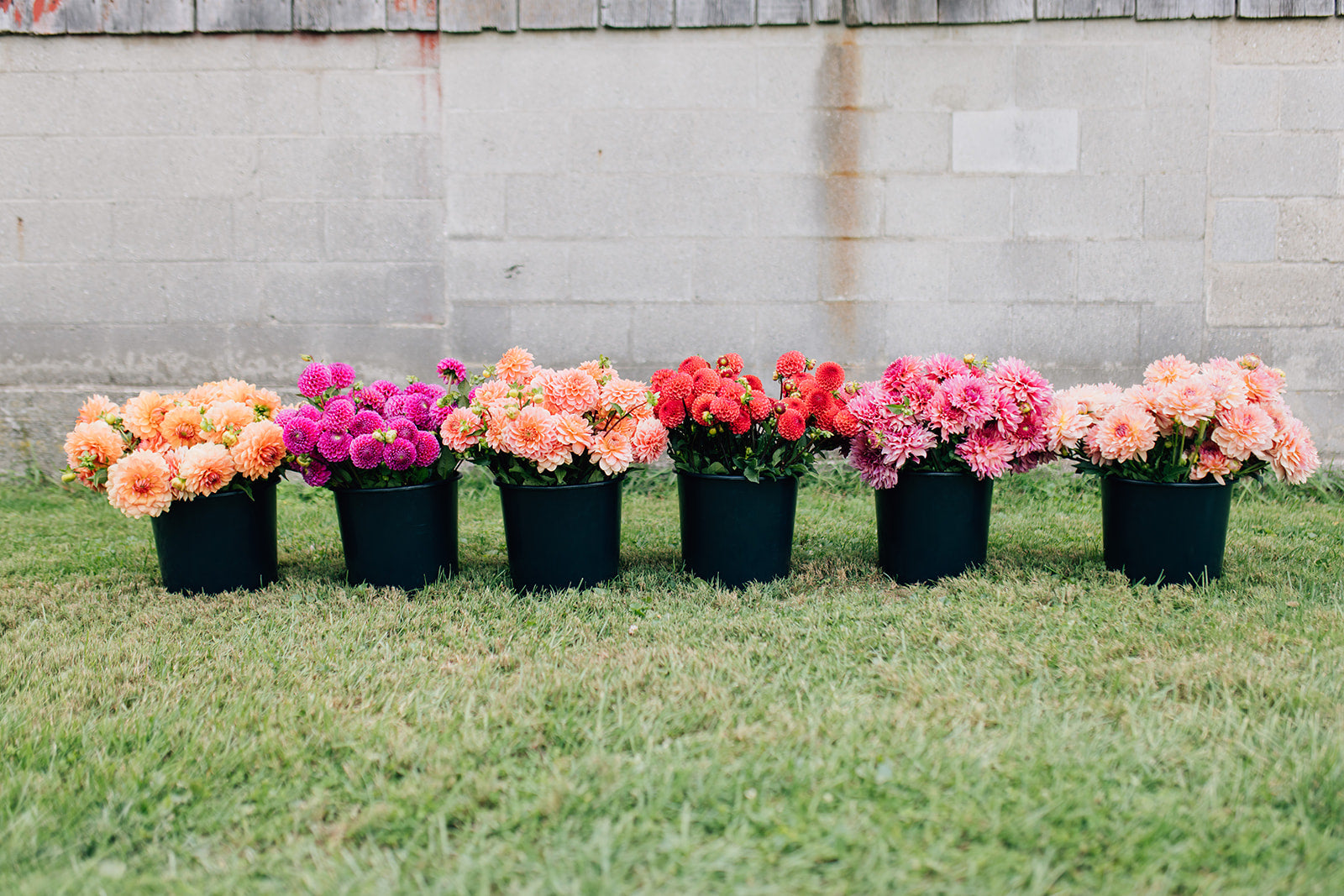 Hard Scrabble Blooms | Wholesale Flowers London Ontario and Chatham On
